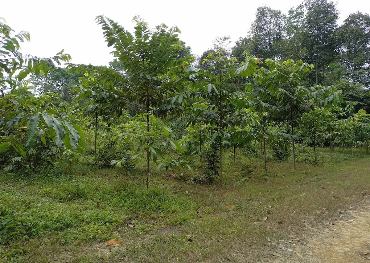 Castanheira-da-amazônia mostra eficiência na recuperação de solos ...